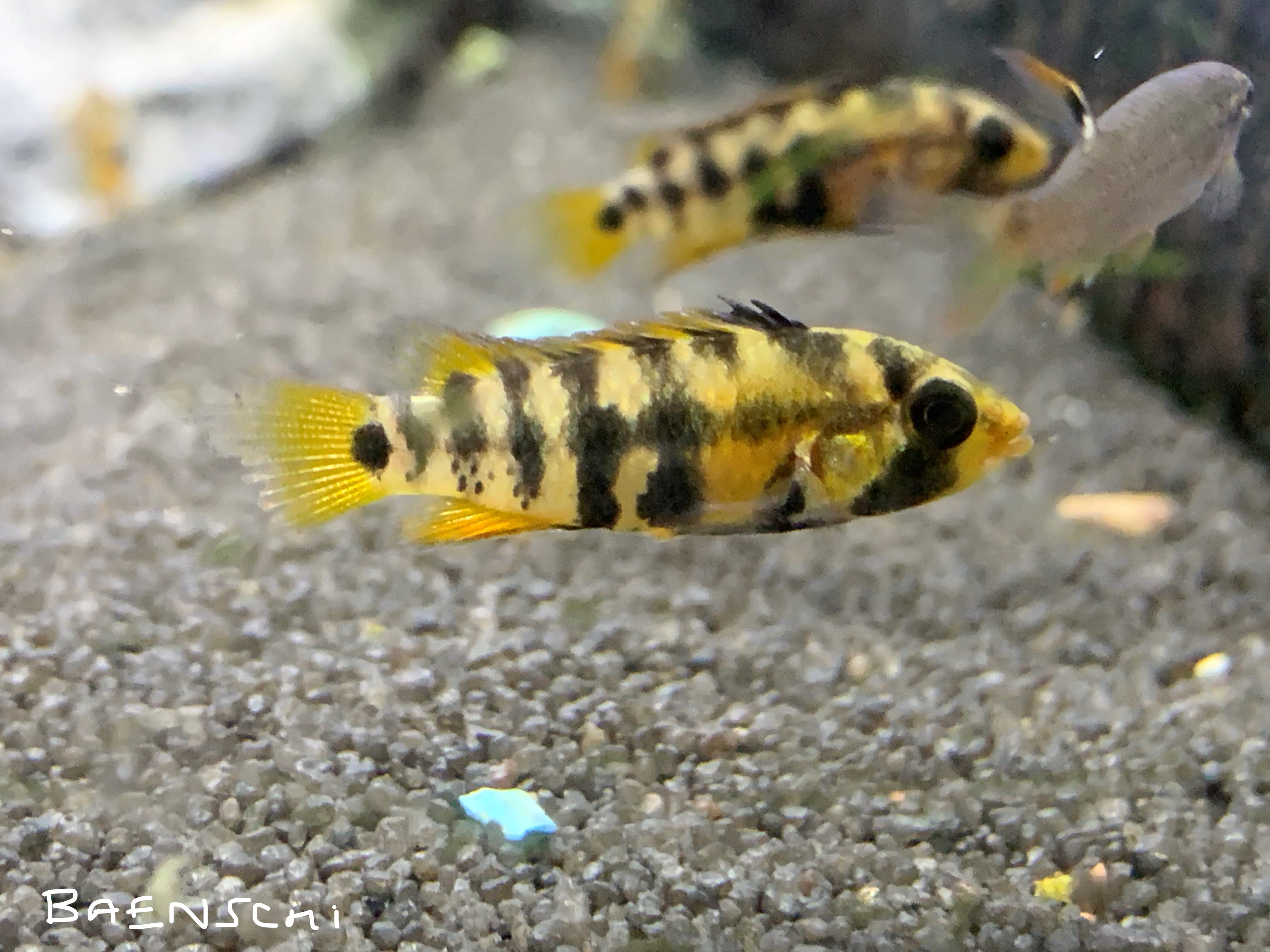 Apistogramma Baenschi