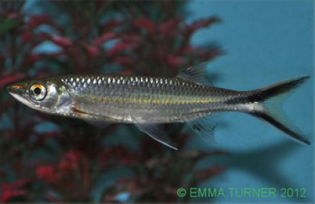 Apollo Shark-Luciosoma setigerum