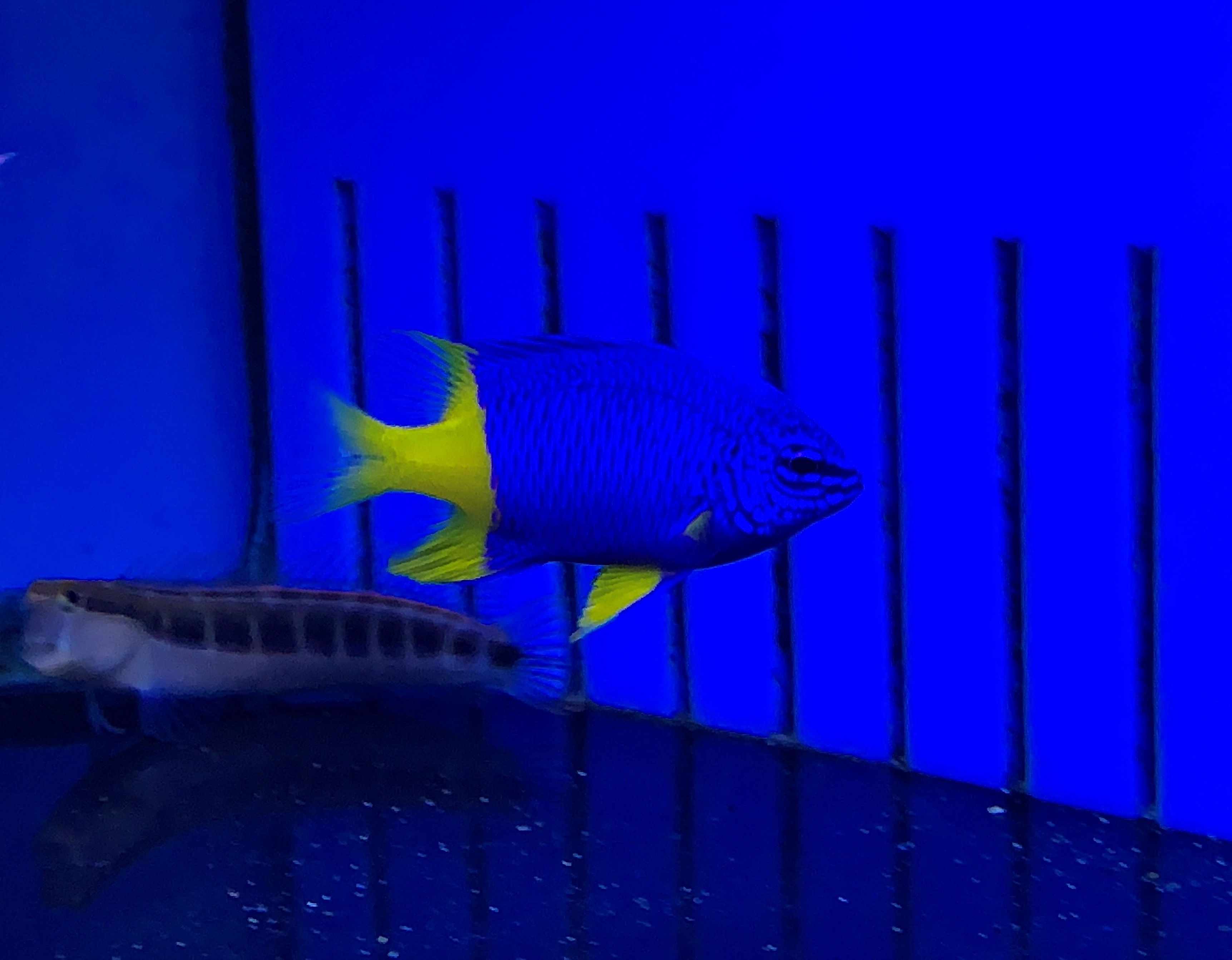 Emperor Damselfish-Chrysiptera arnazae