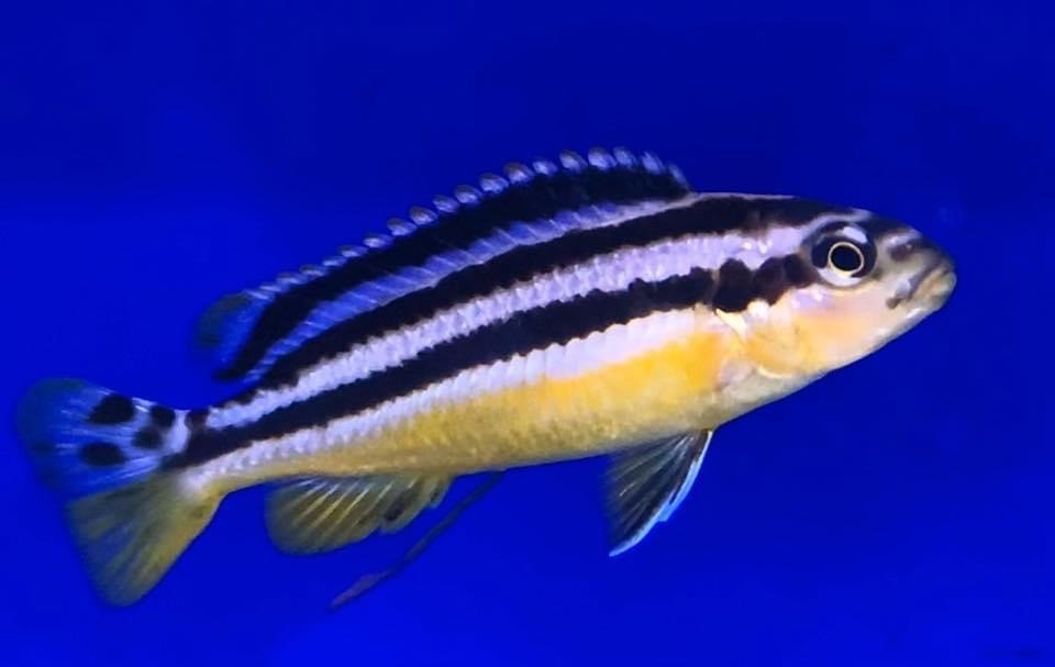 Auratus-Melanochromis auratus