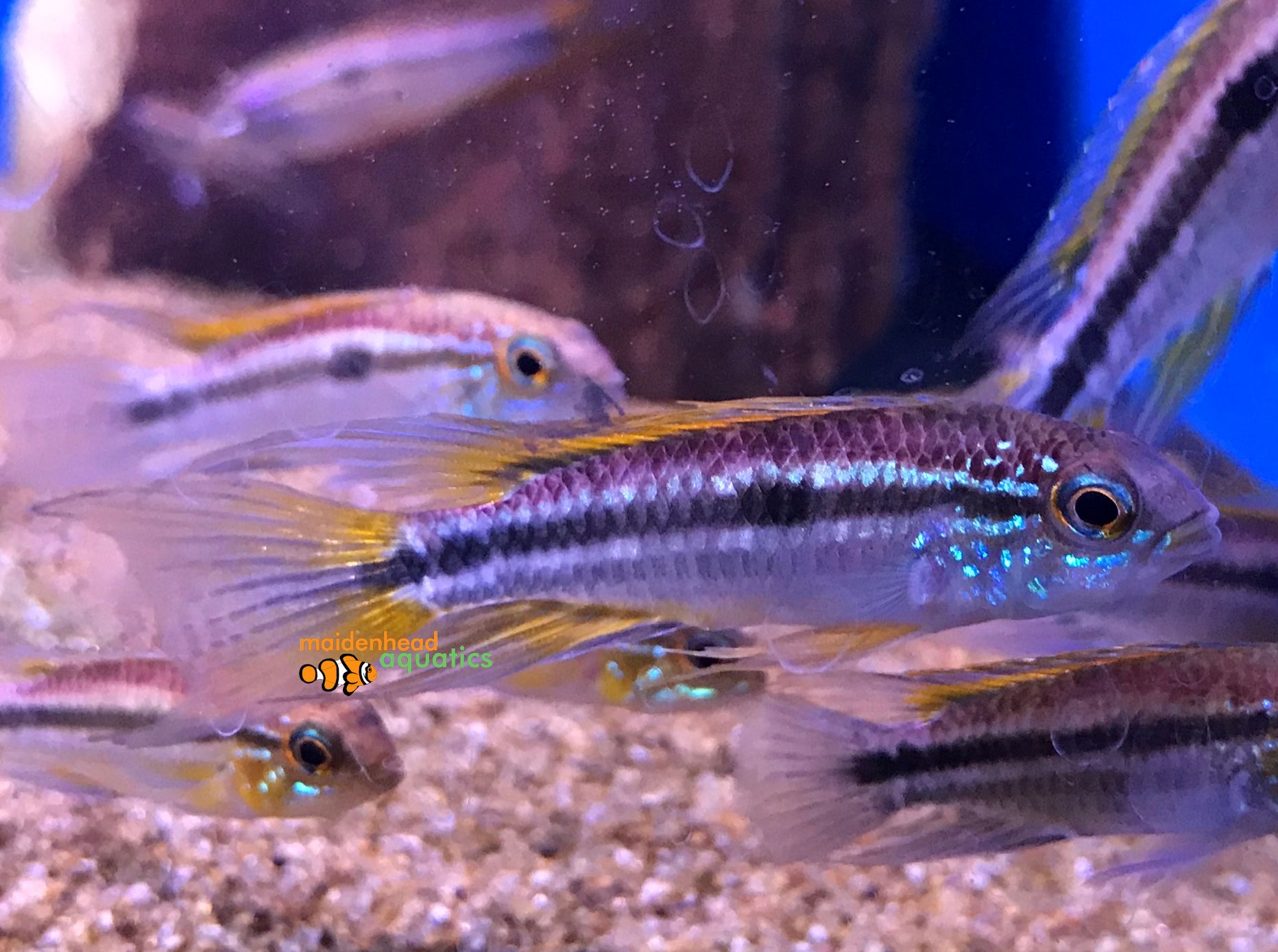 Banded Apisto-Apistogramma bitaeniata