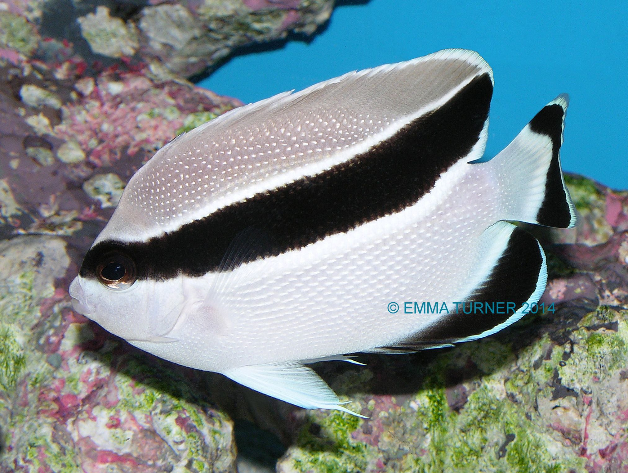 Bandit Angelfish-Apolemichthys arcuatus