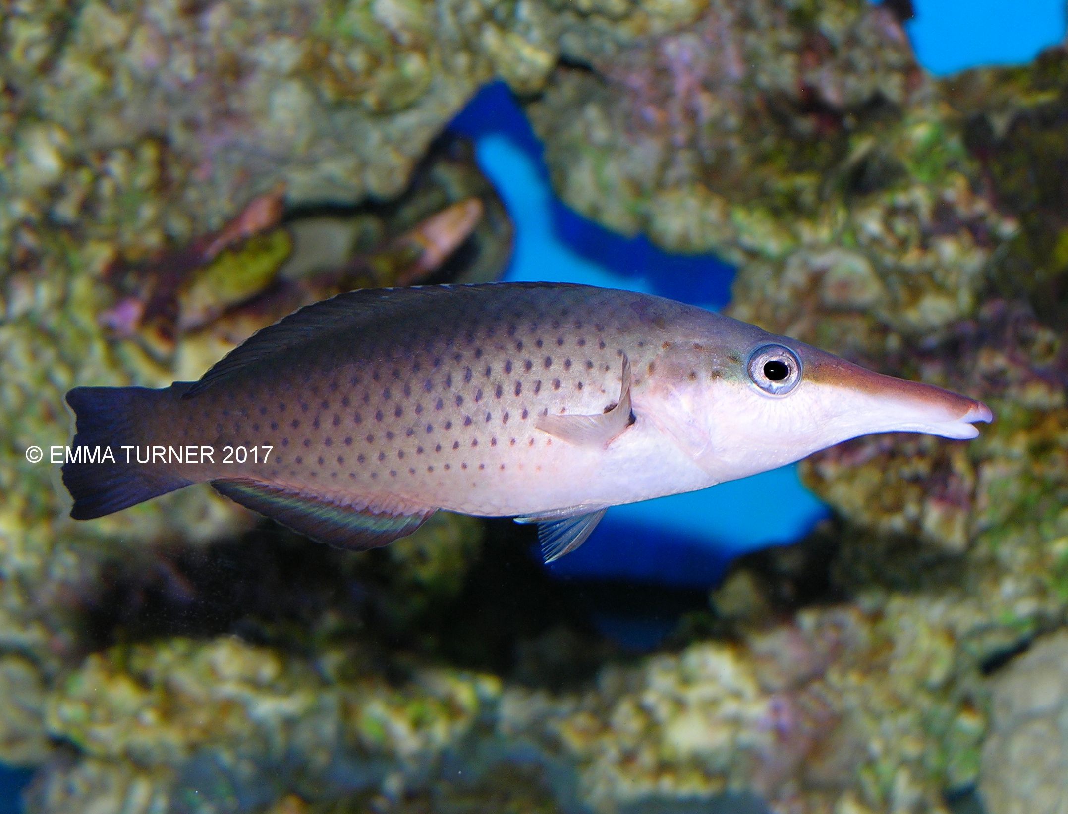 Birdmouth Wrasse-Gomphosus varius