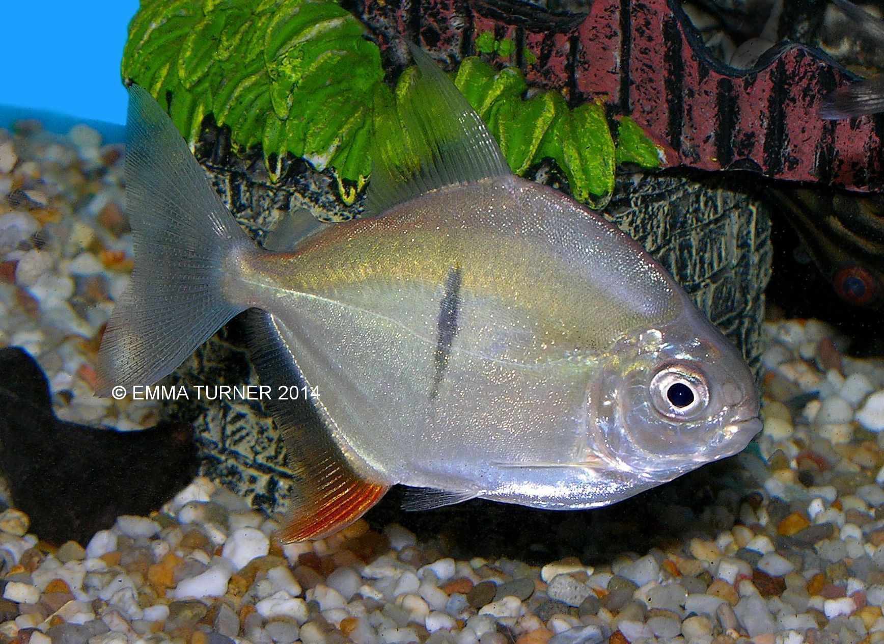 Black-barred Myleus-Myloplus schomburgkii