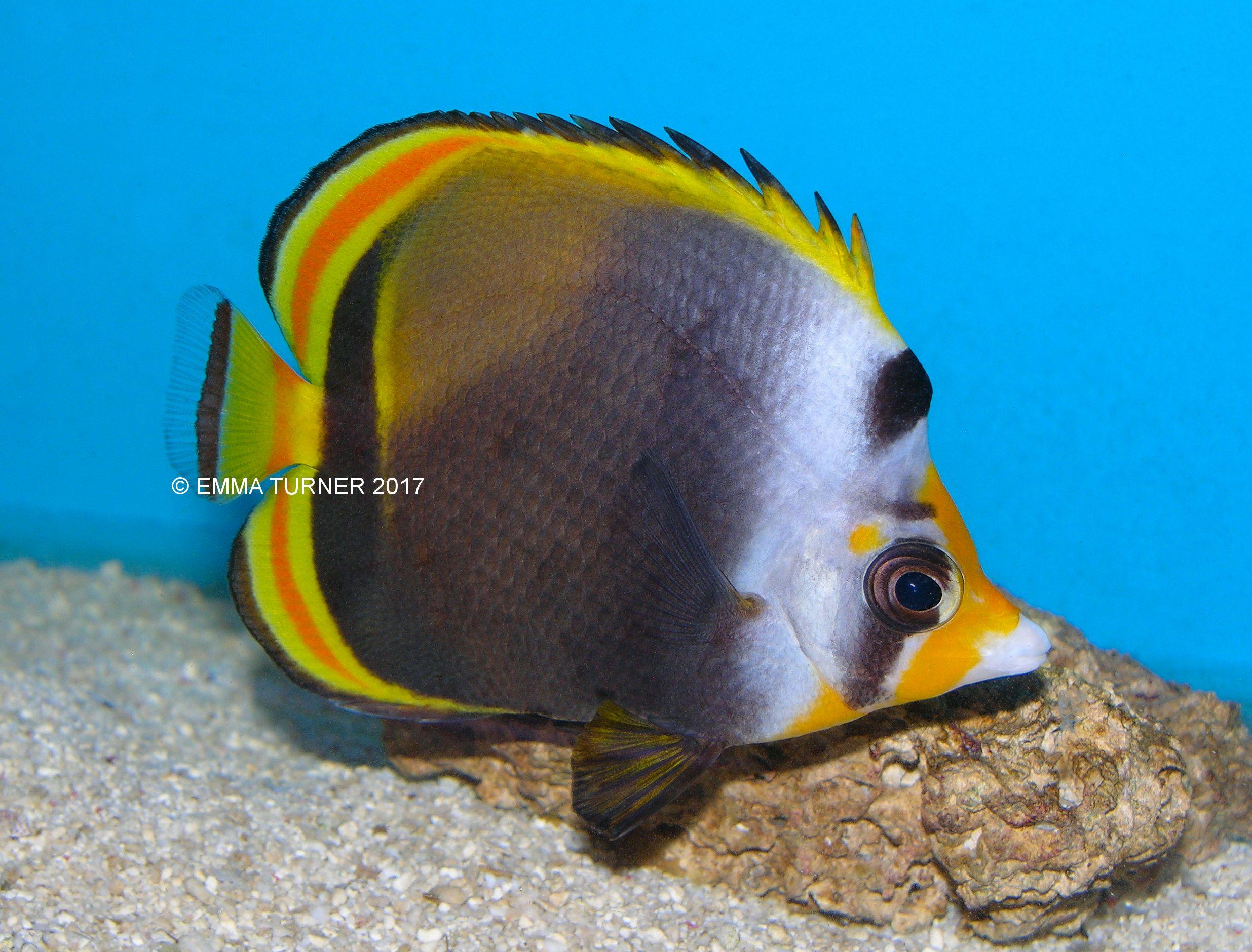 Black Butterflyfish-Chaetodon flavirostris