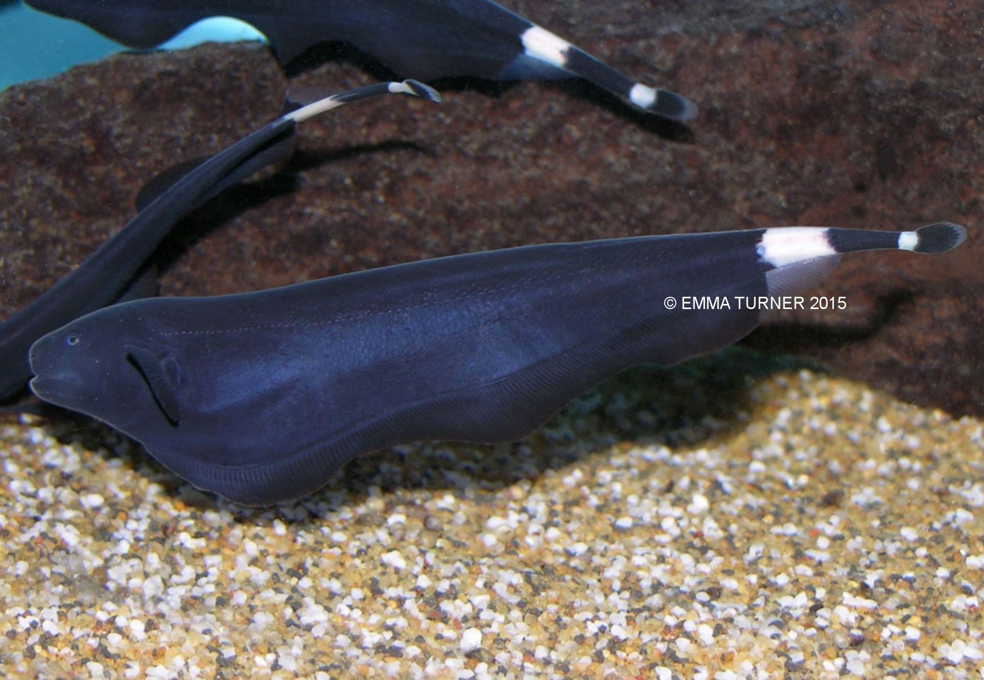 Large Black Ghost Knife Fish