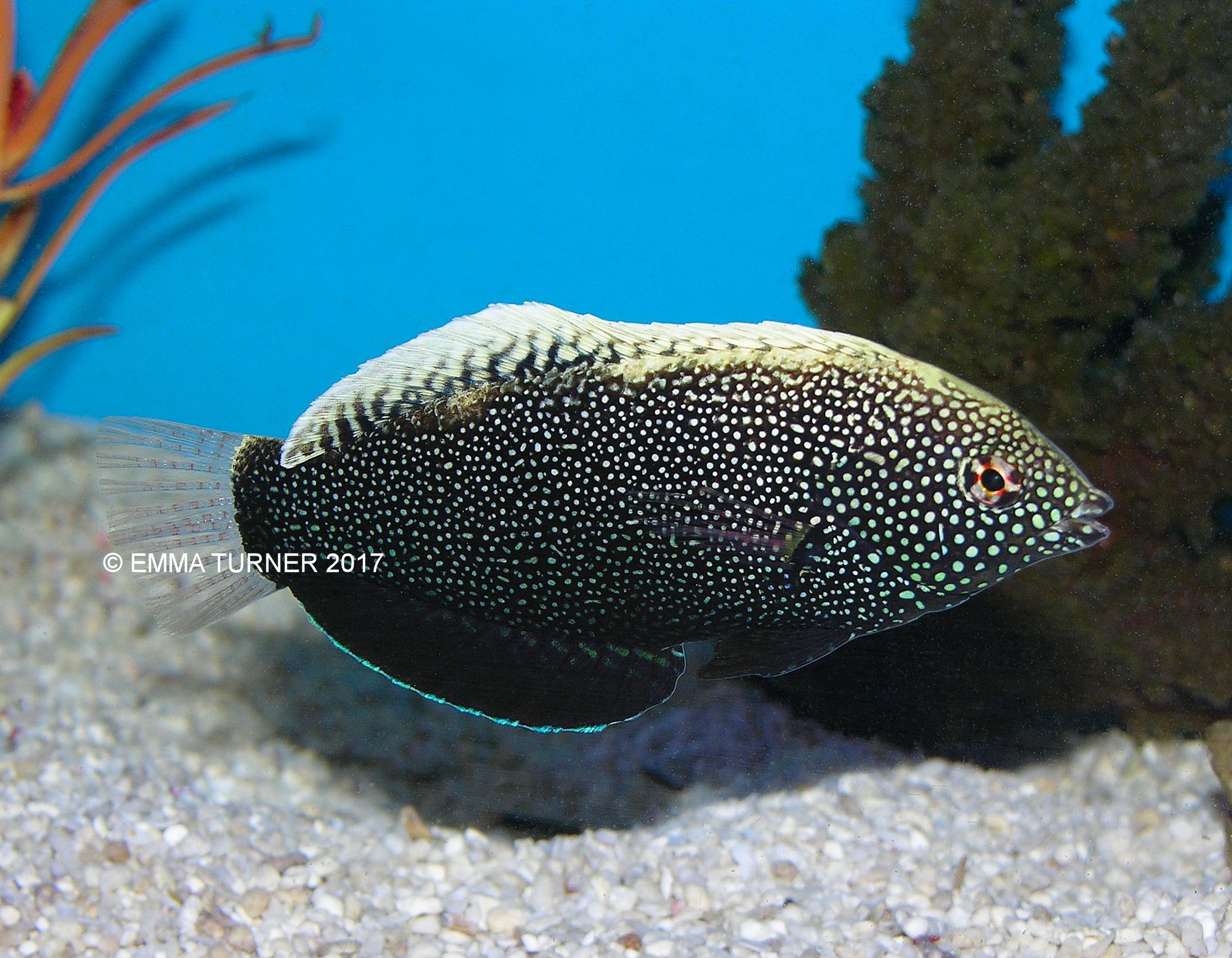 Ornate Leopard Wrasse