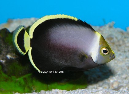 Black Velvet Angelfish
