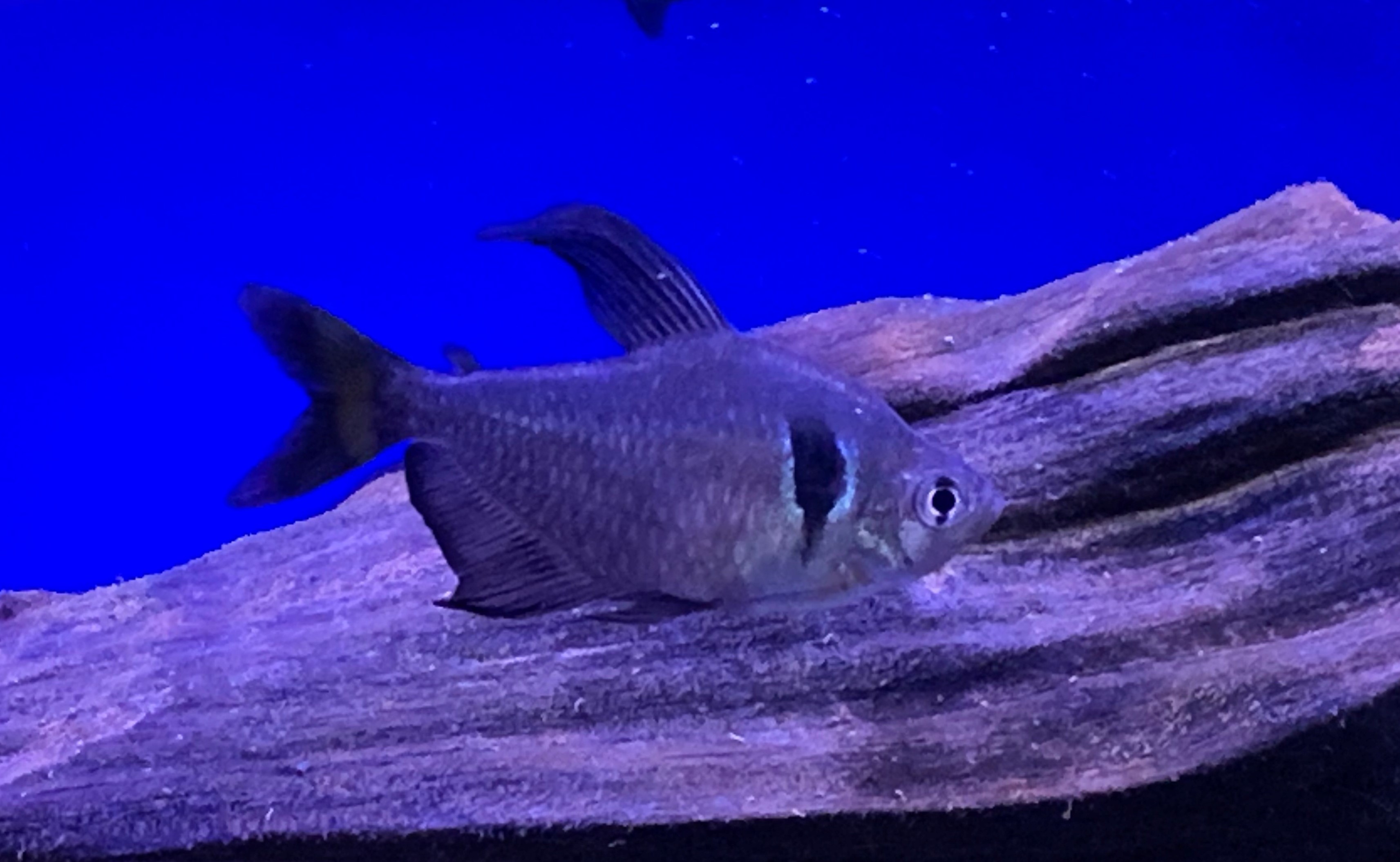 Black Phantom Tetra-Megalamphodus megalopterus