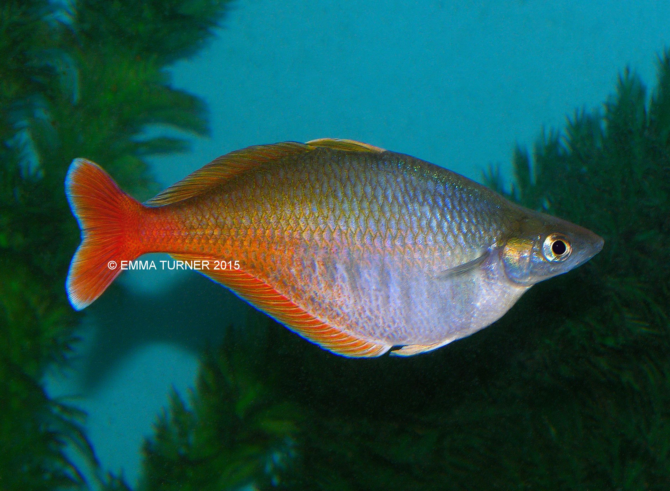 Bleher's Rainbowfish-Chilatherina bleheri