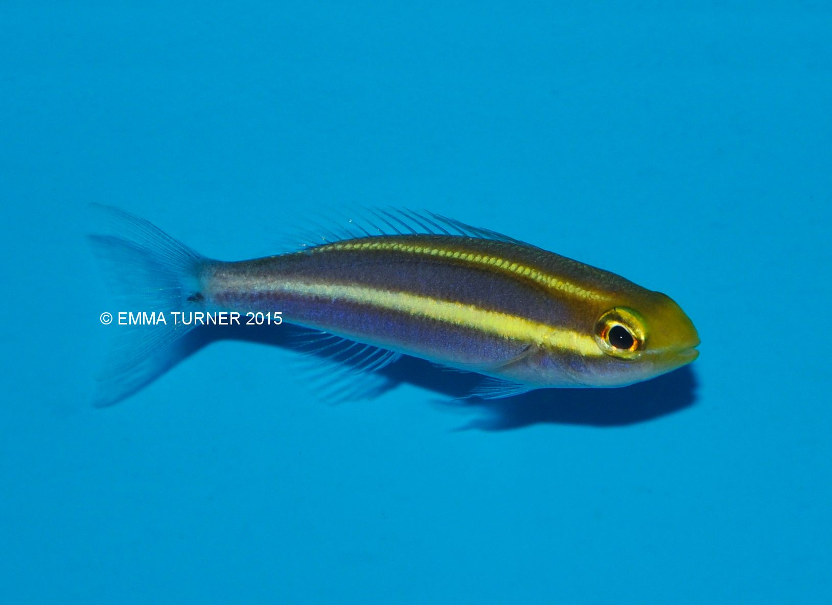 Banded Whiptail Catfish