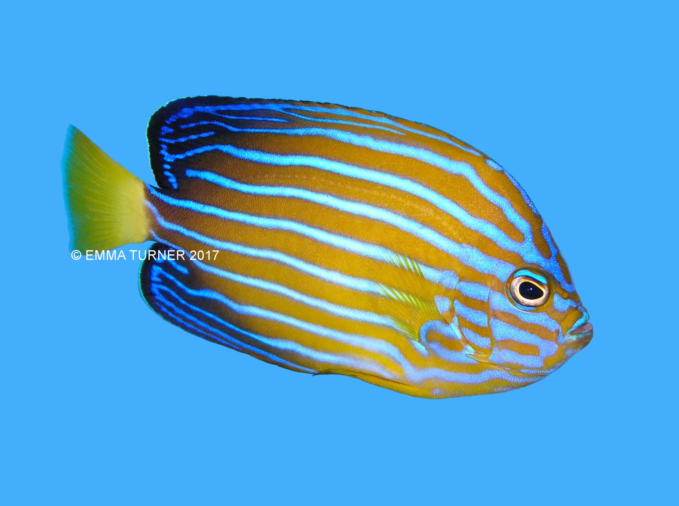 Blue Striped Angelfish