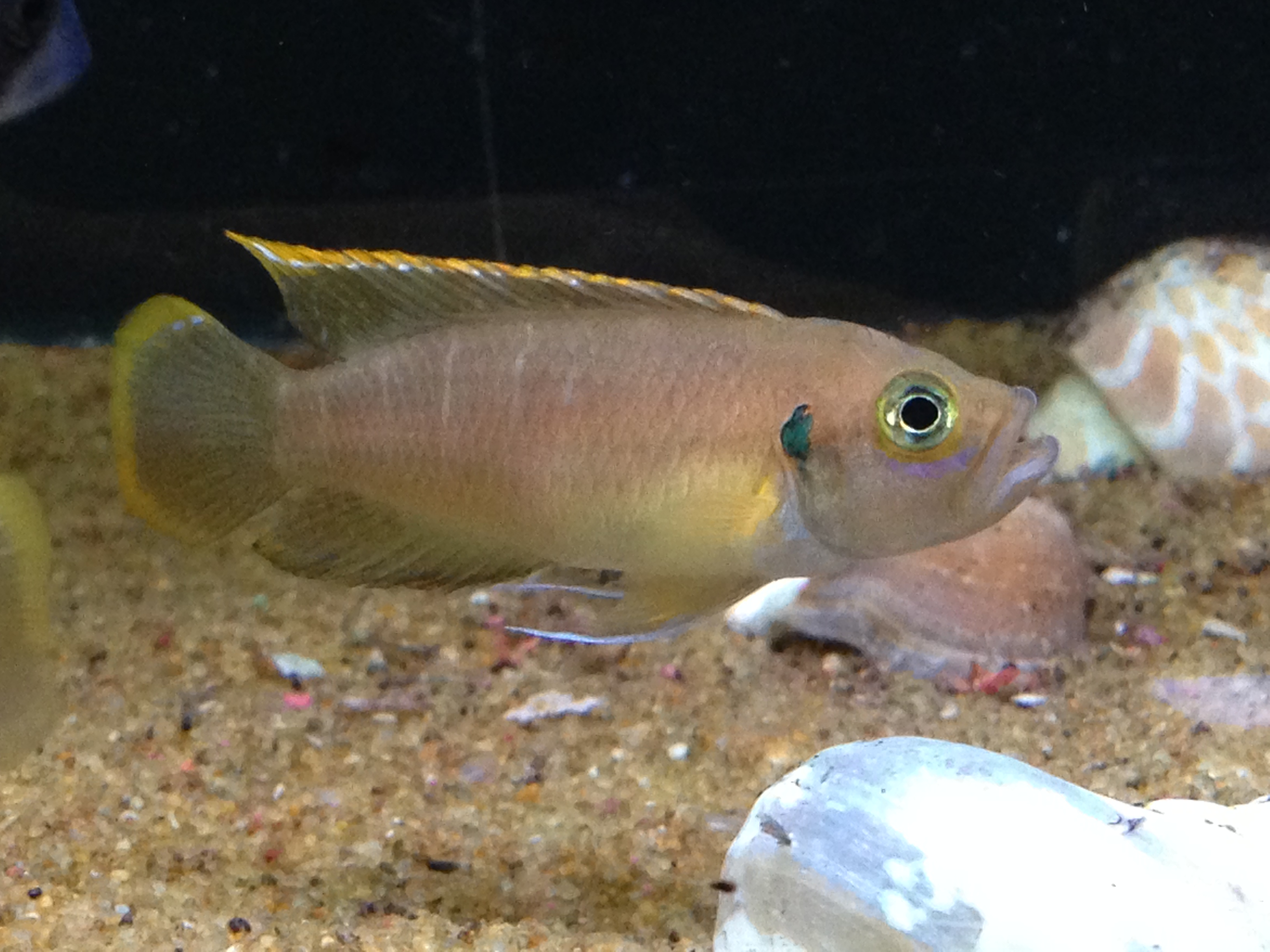 Neolamprologus Brevis