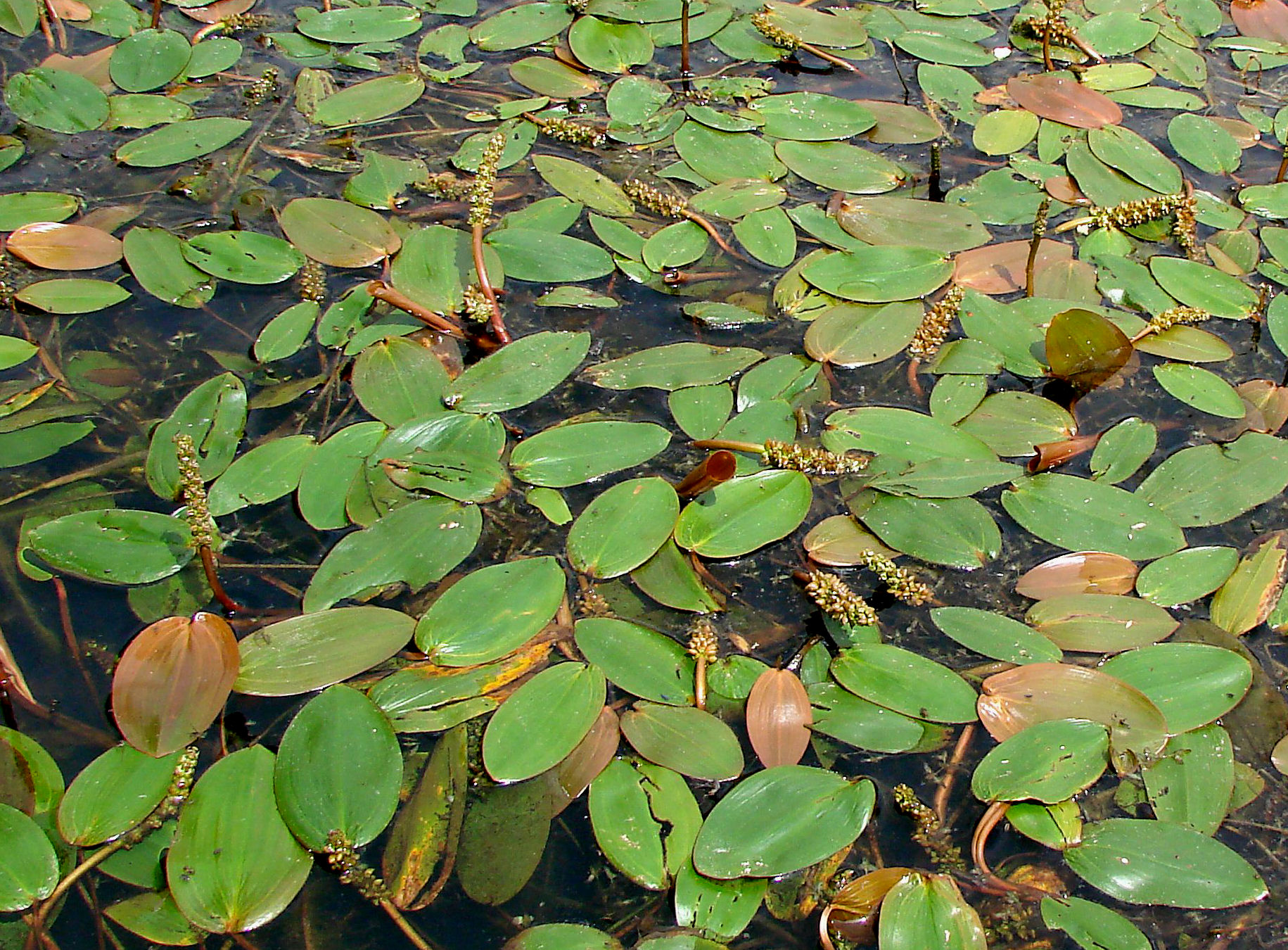 Broadleaved Pondweed-Potamogeton natans