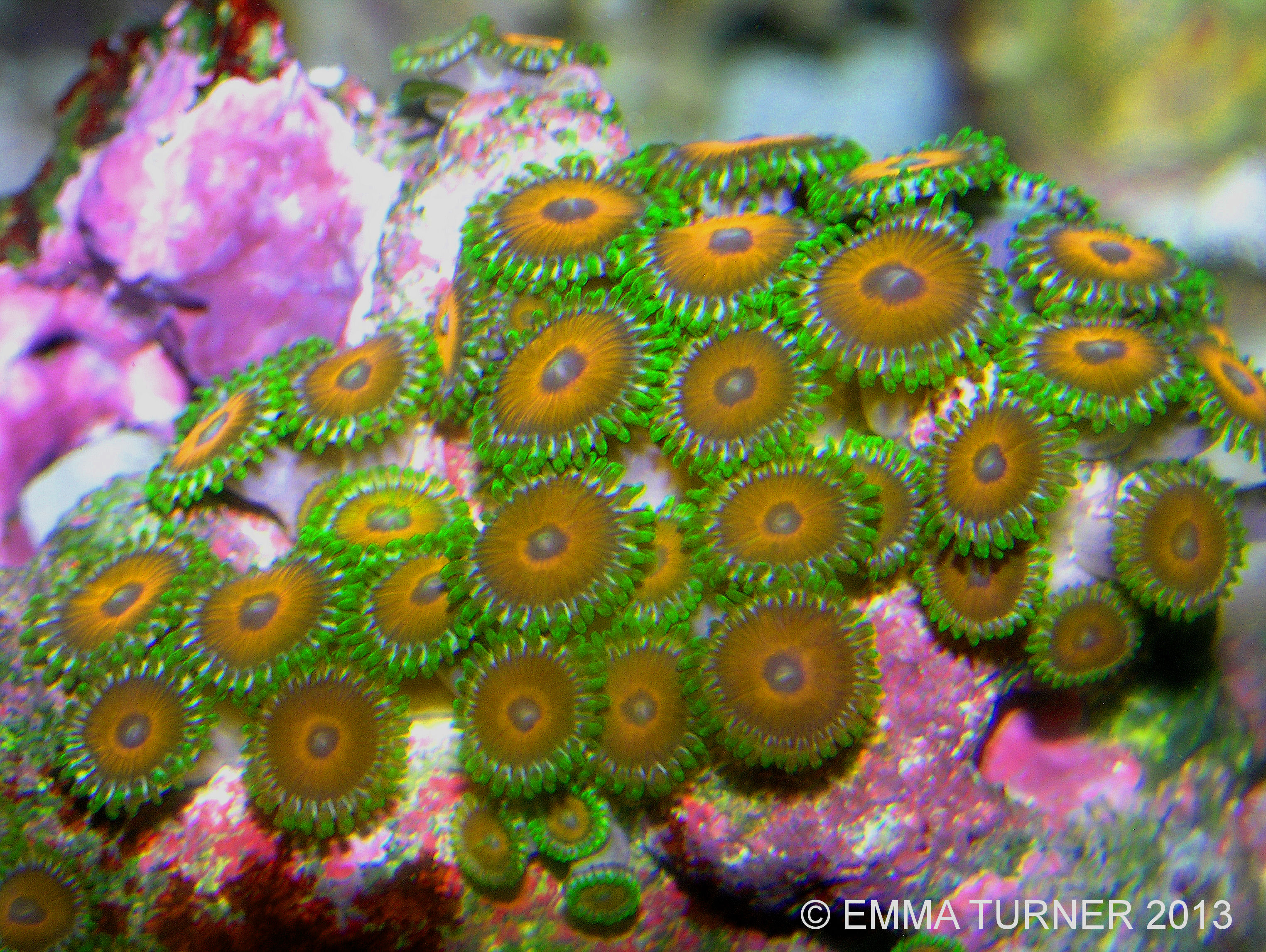 Button Polyps-Zoanthus