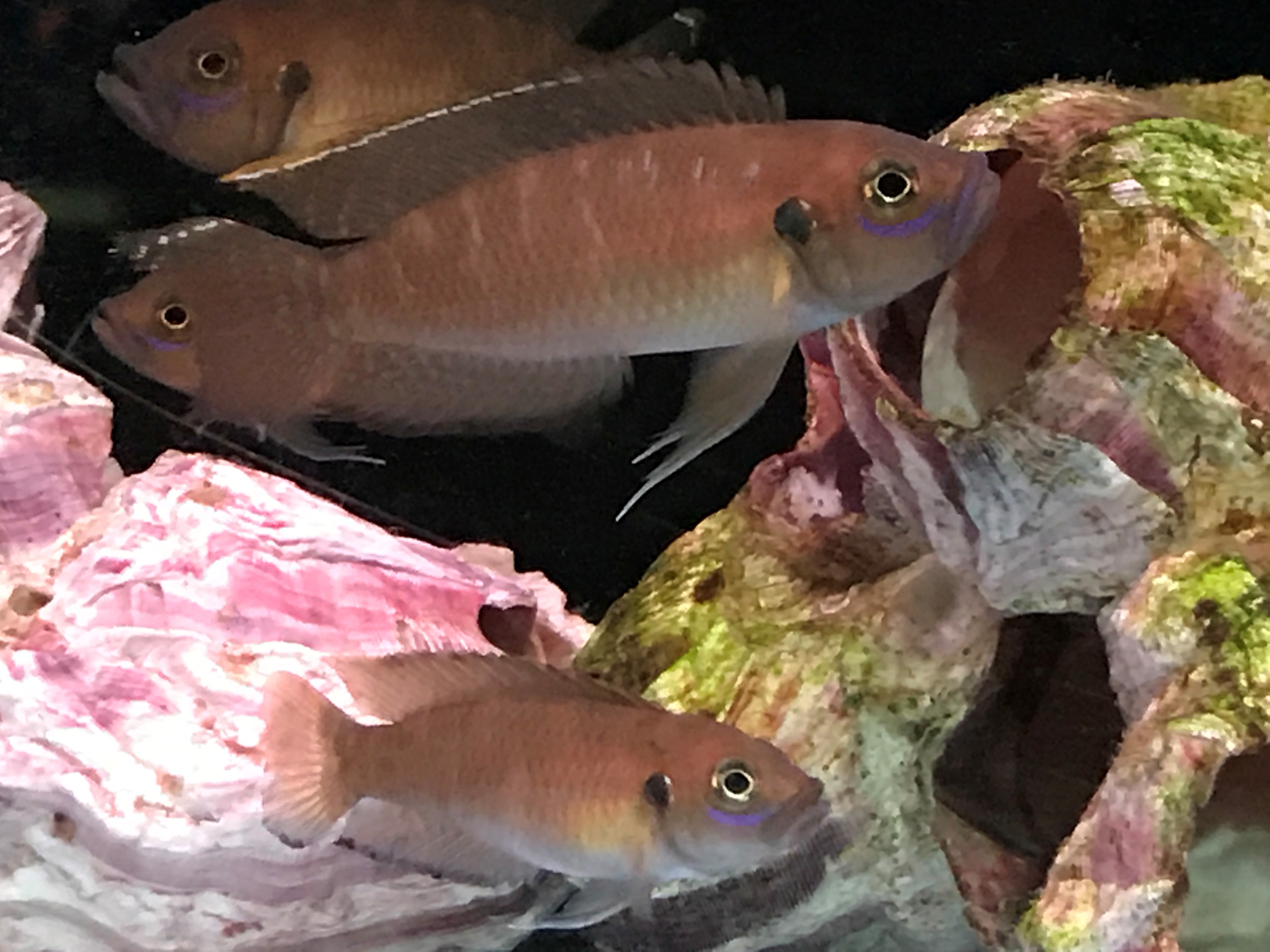 Calliurus Shelldweller-Neolamprologus calliurus