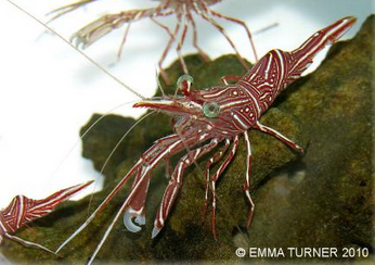 Camel Shrimp Rhynchocinetes Uritai Hinge Beak Prawns, Camel Shrimp,