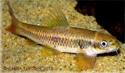 Ceylon Stone Sucker-Garra ceylonensis