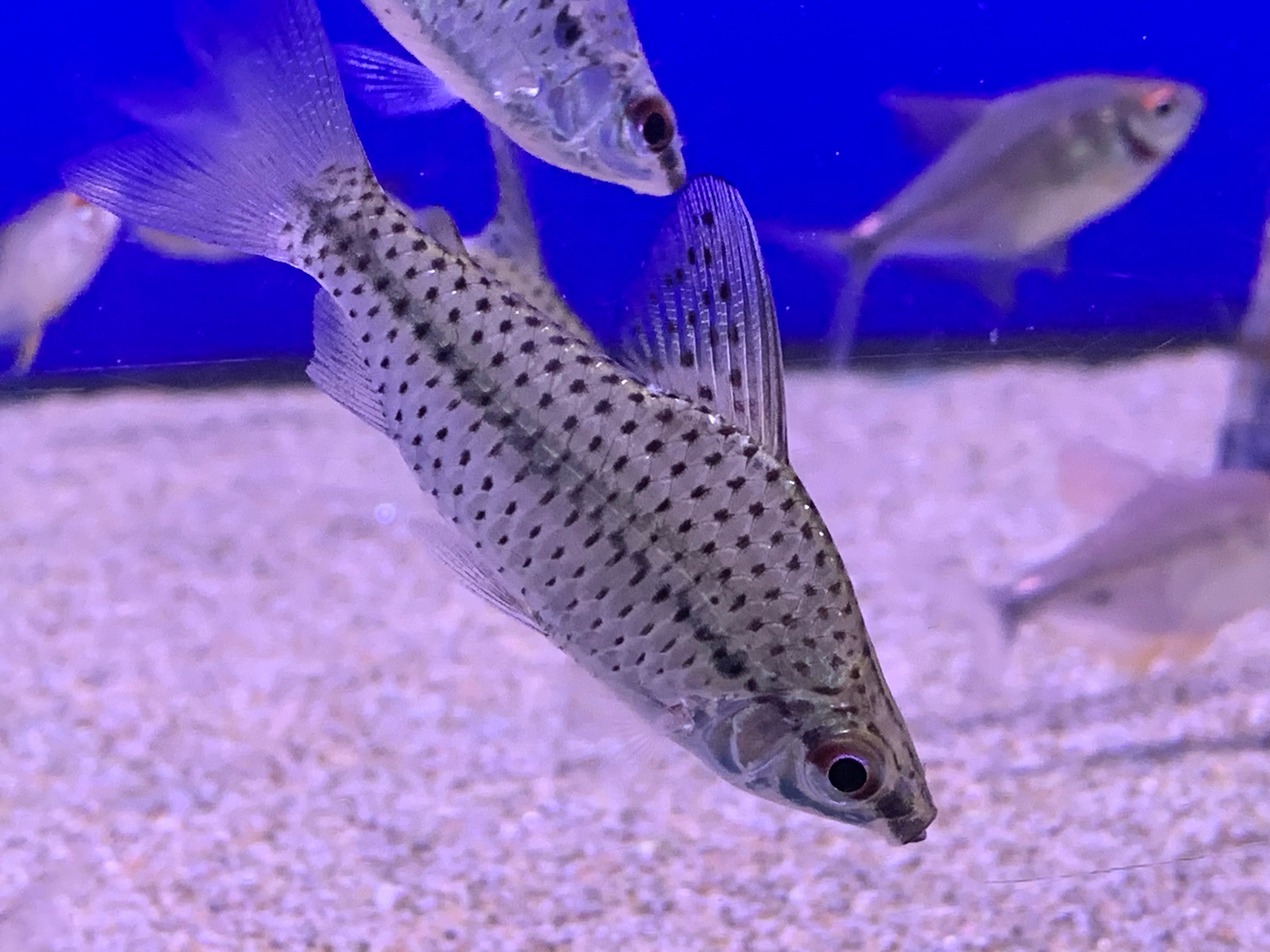 Spotted Headstander-Chilodus punctatus