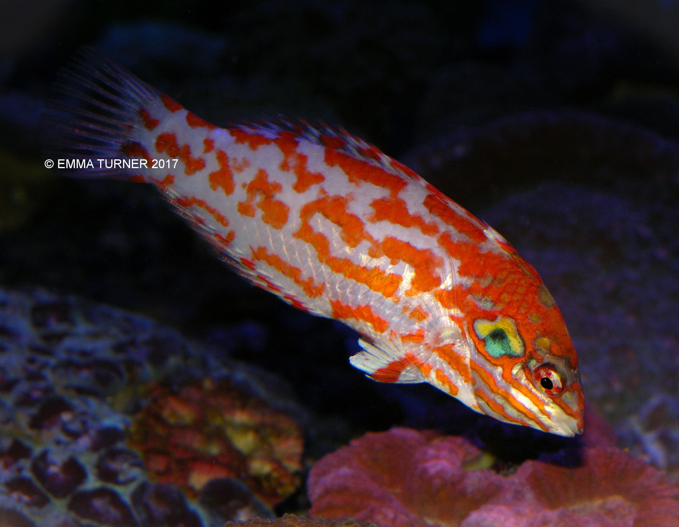 Red Leopard Wrasse