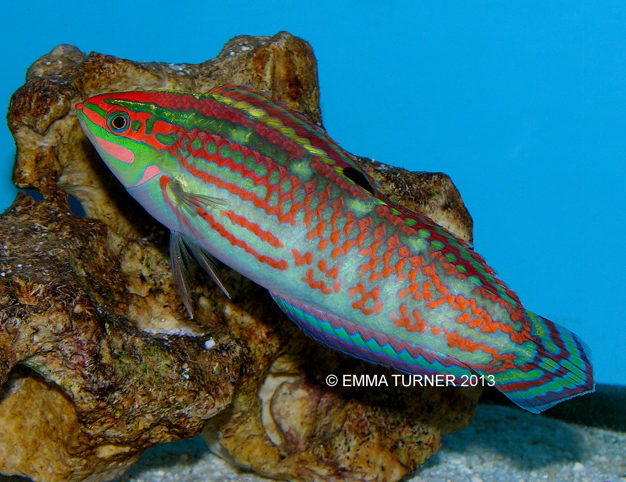 Christmas Wrasse