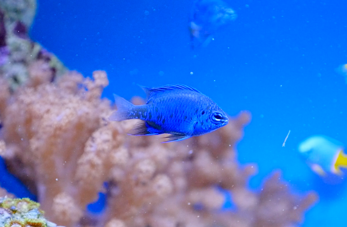 Royal Blue Damselfish-Chrysiptera springeri