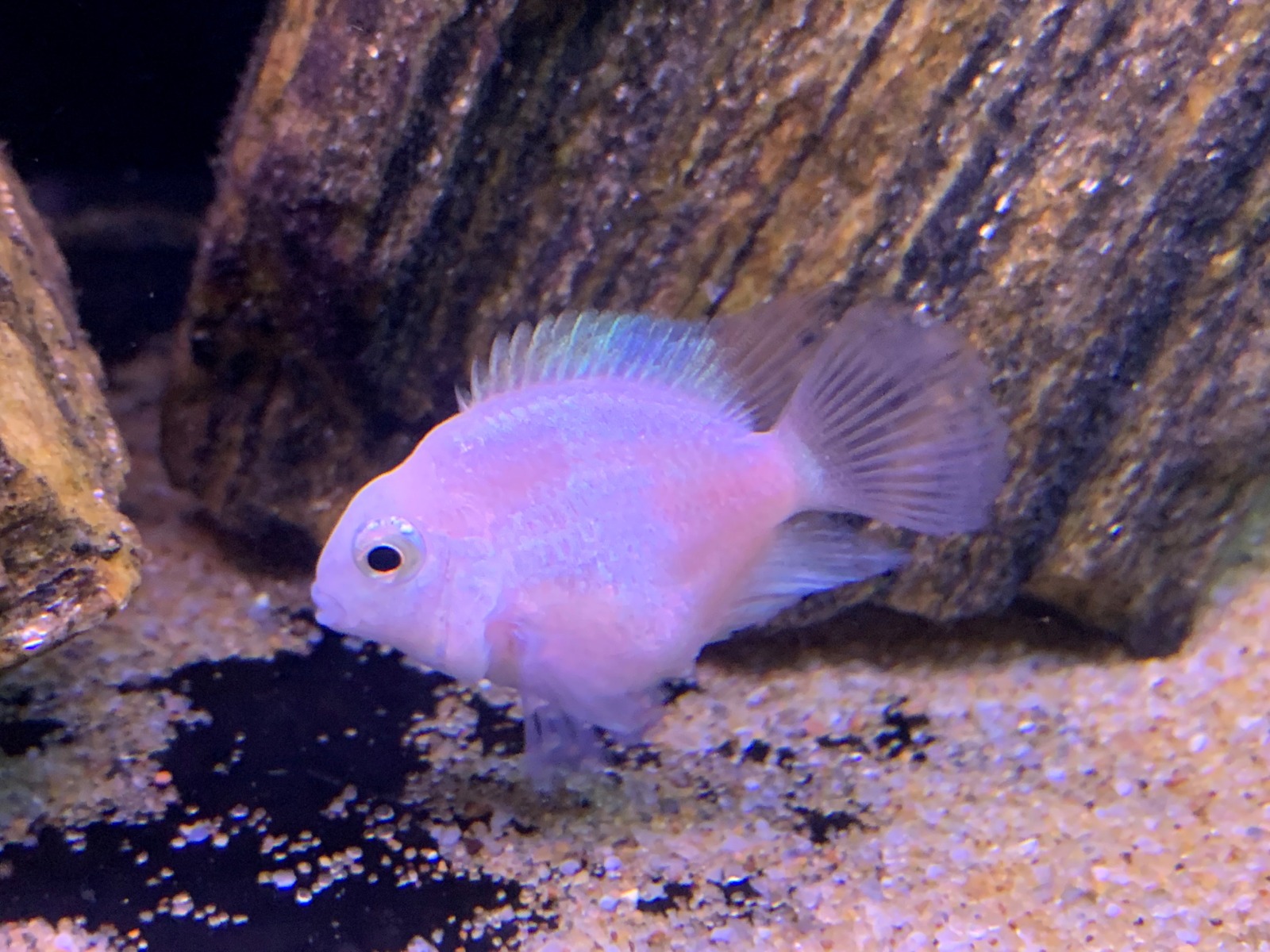 Platinum Polar Parrot Convict - Amatitlania hybrid