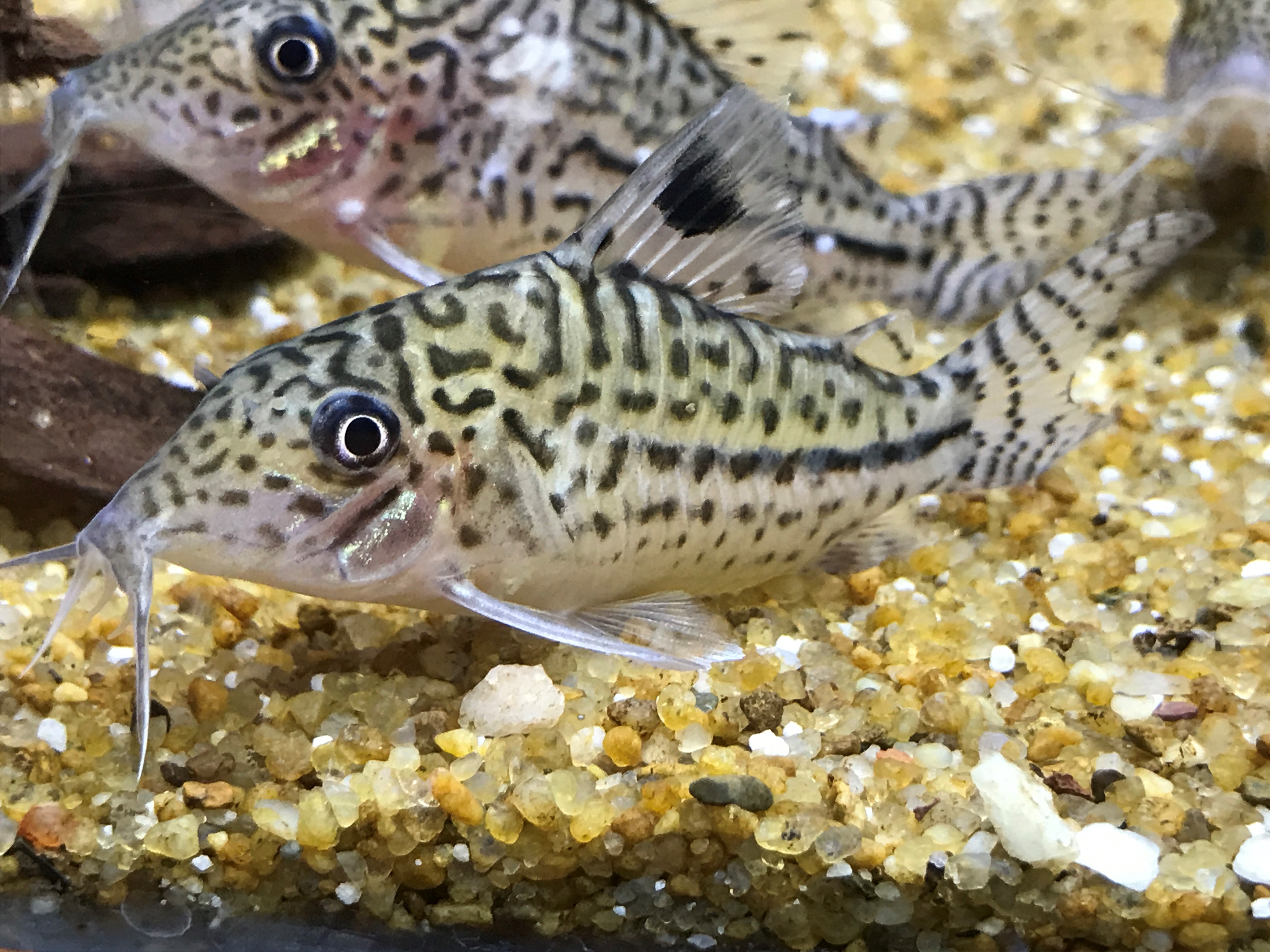 Corydoras Leopardus