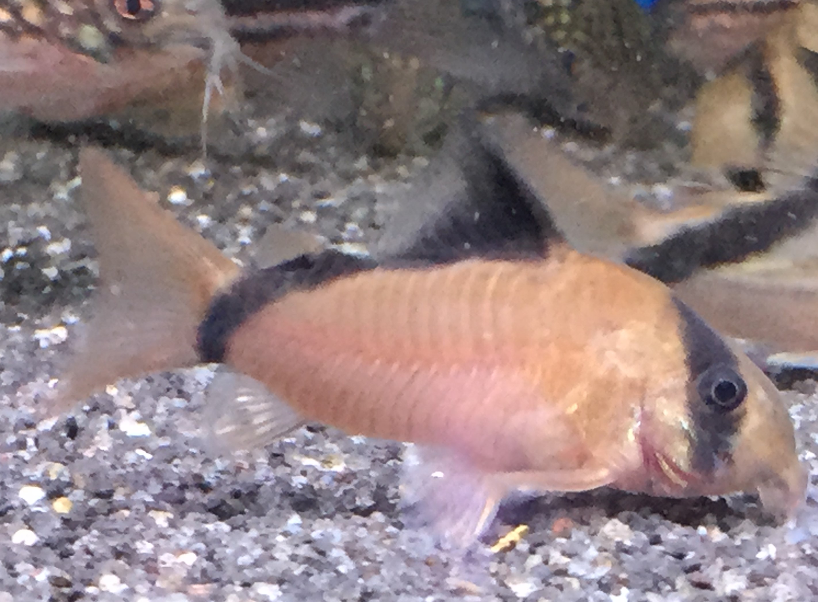 Corydoras Metae