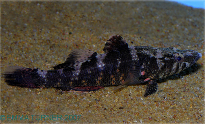 Crazy Fish-Butis butis