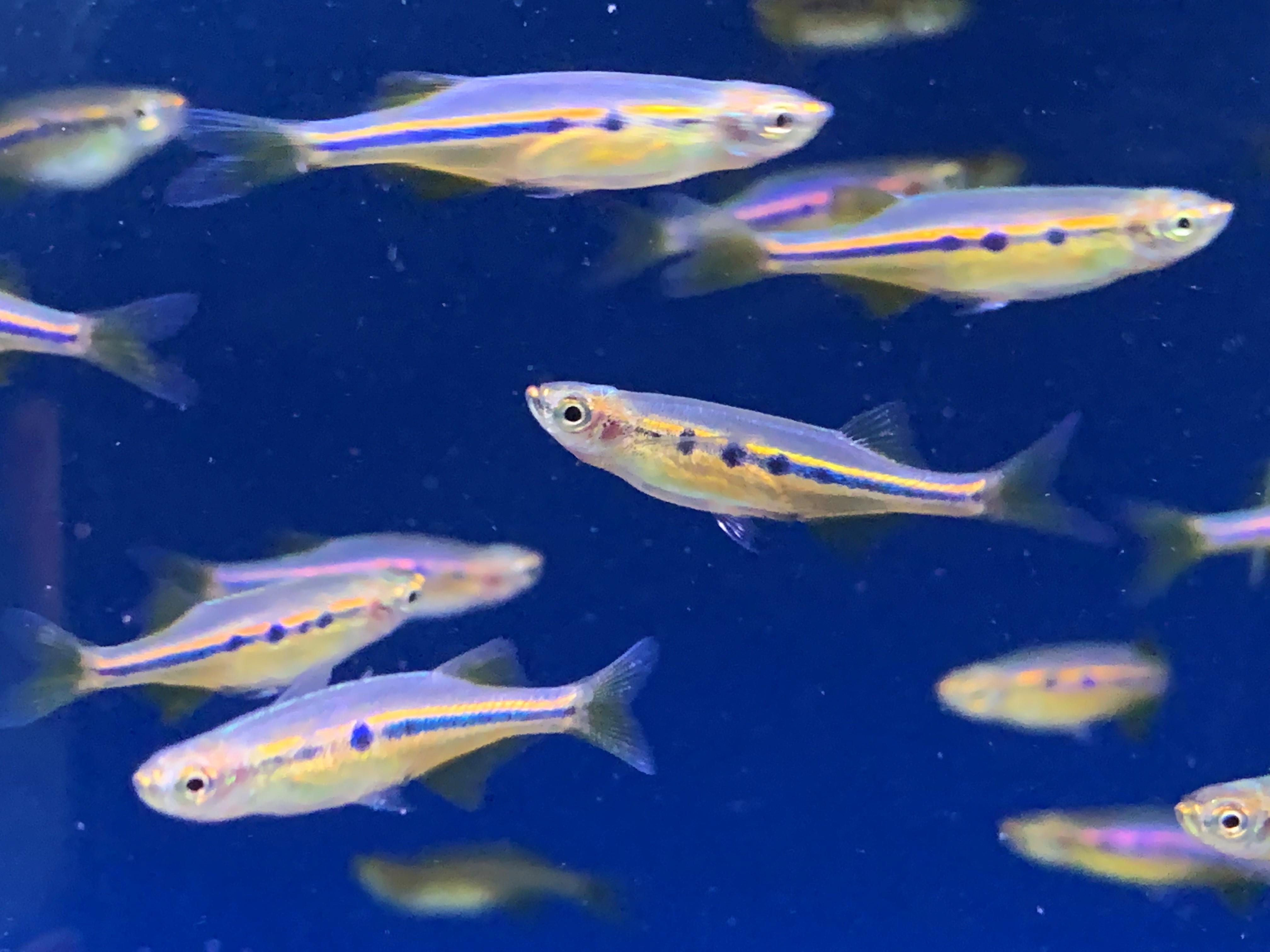 Dadio-Neochela dadiburjori