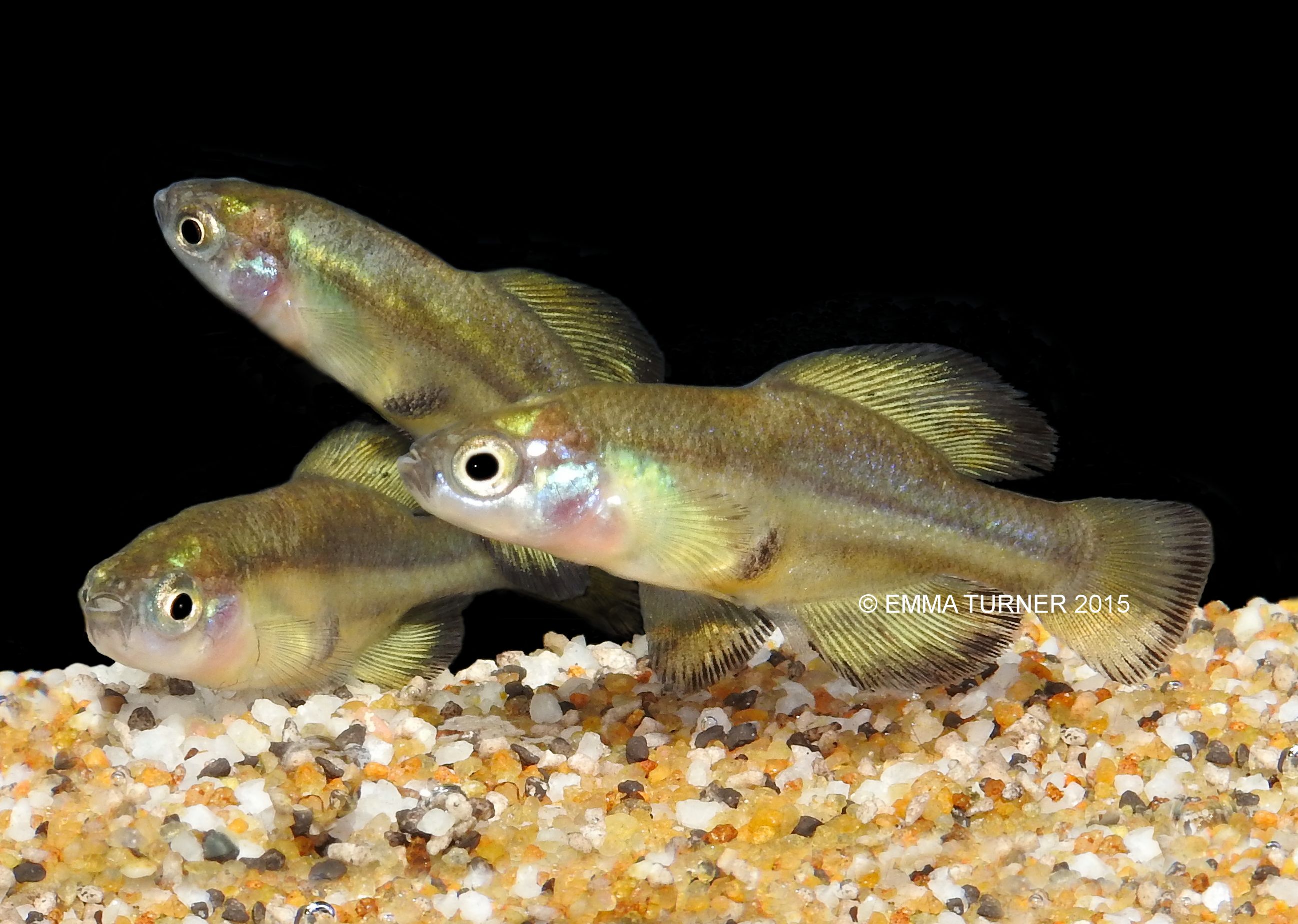 Dark-edged Splitfin-Girardinichthys multiradiatus