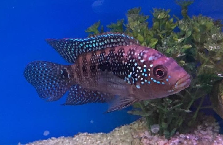 Juvenile Jack Dempsey Cichlid