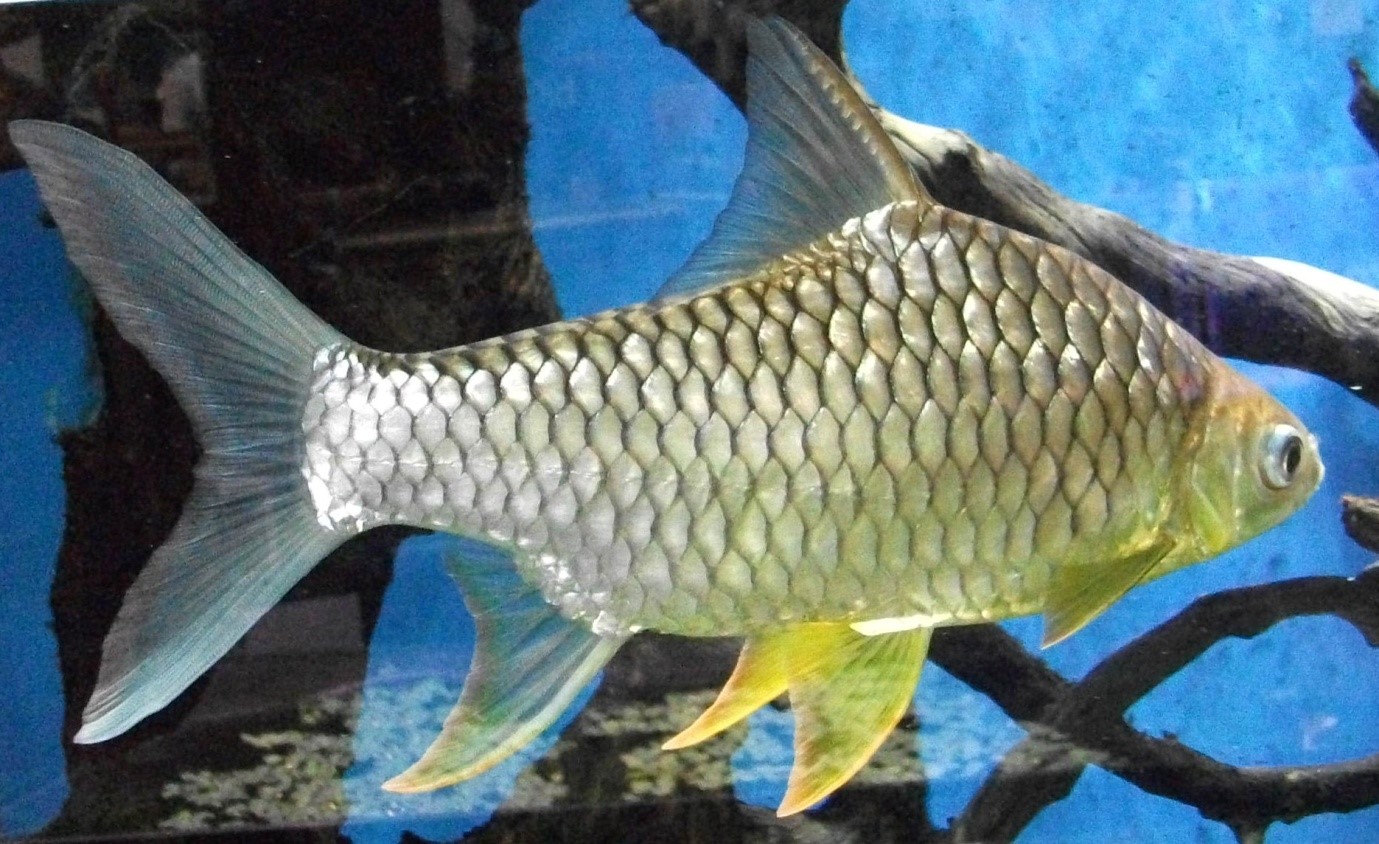 Diamond Barb-Hypsibarbus pierrei