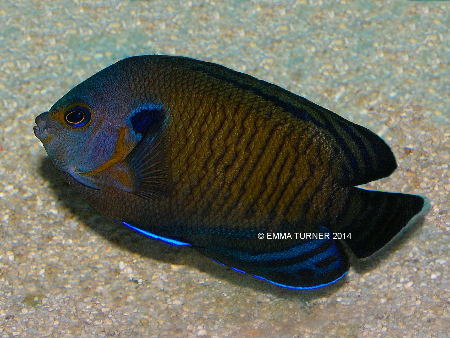 Dusky Angelfish-Centropyge multispinis