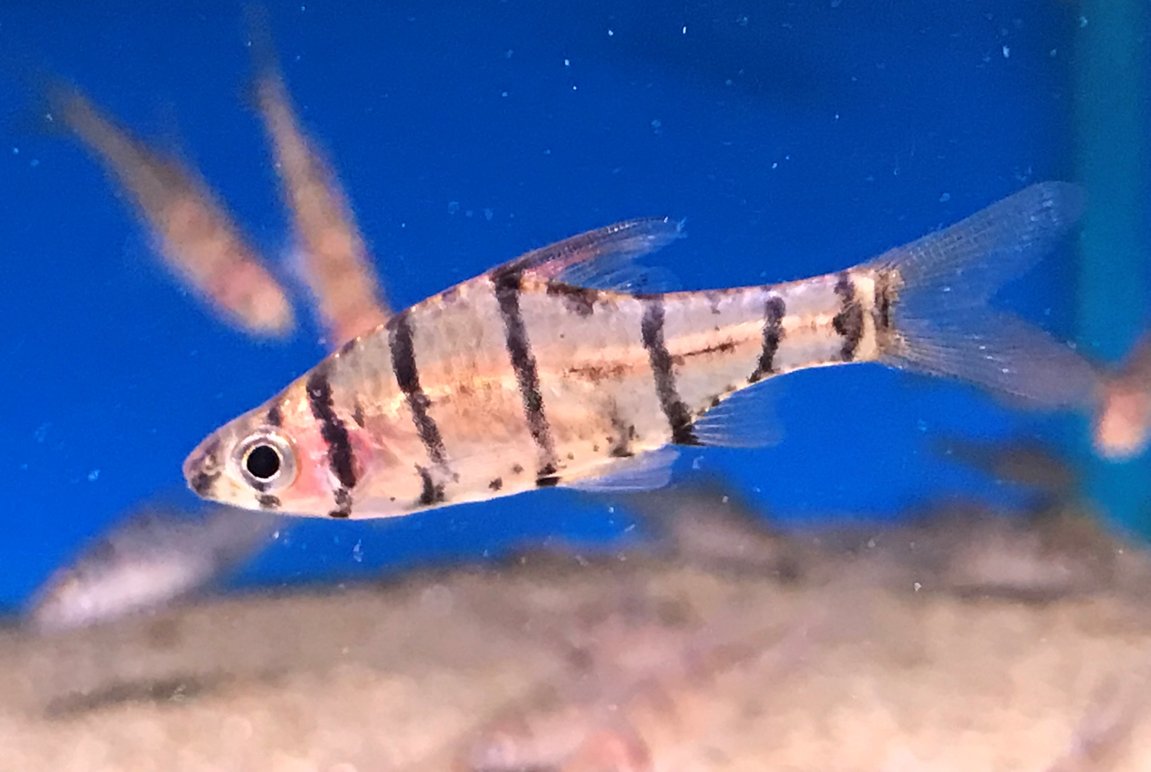 Eight Banded False Barb-Eirmotus octozona