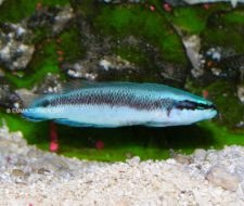 Indigo Dottyback