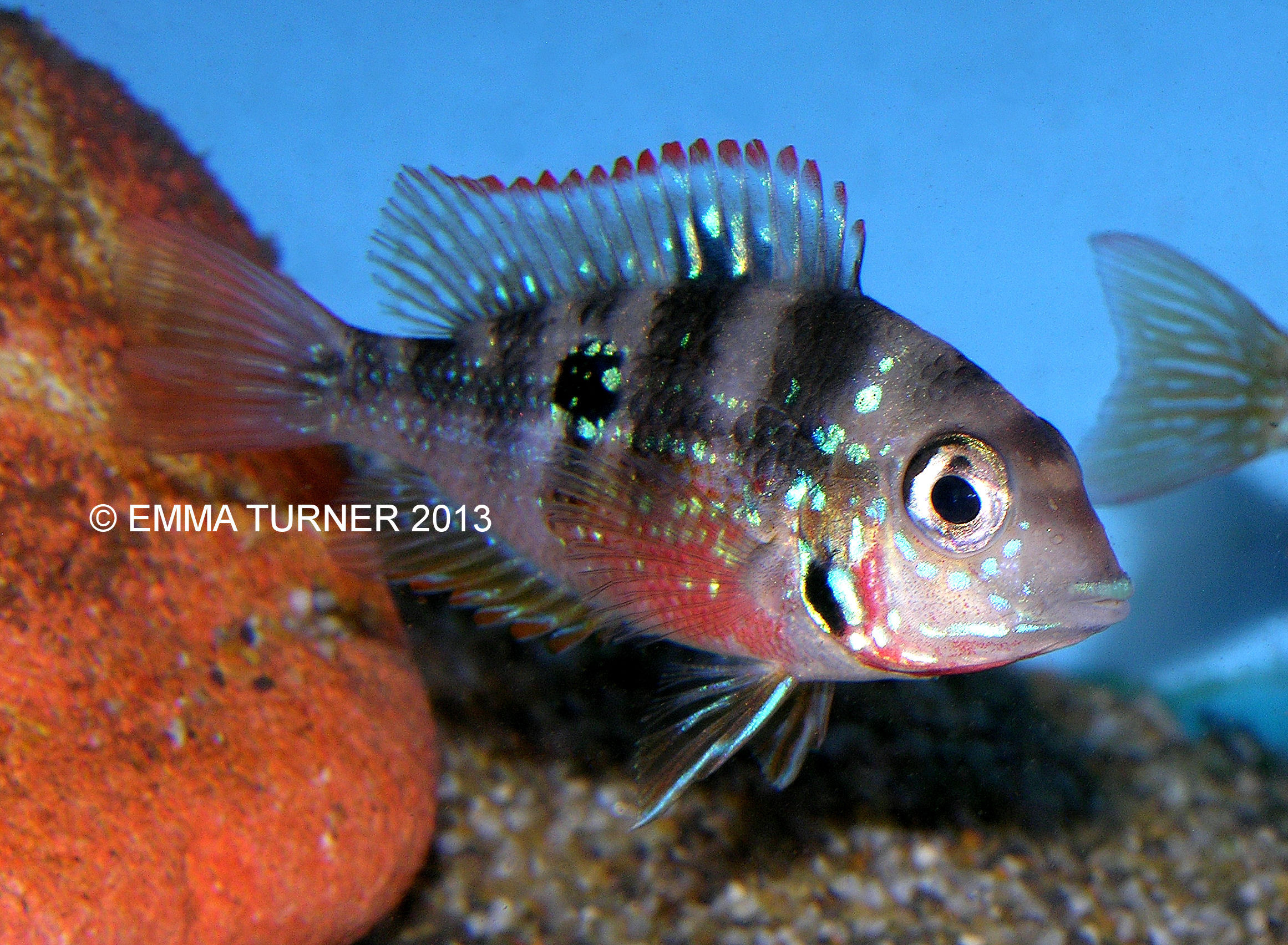 Ellioti Cichlid-Thorichthys ellioti