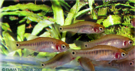 Zebra Rasbora