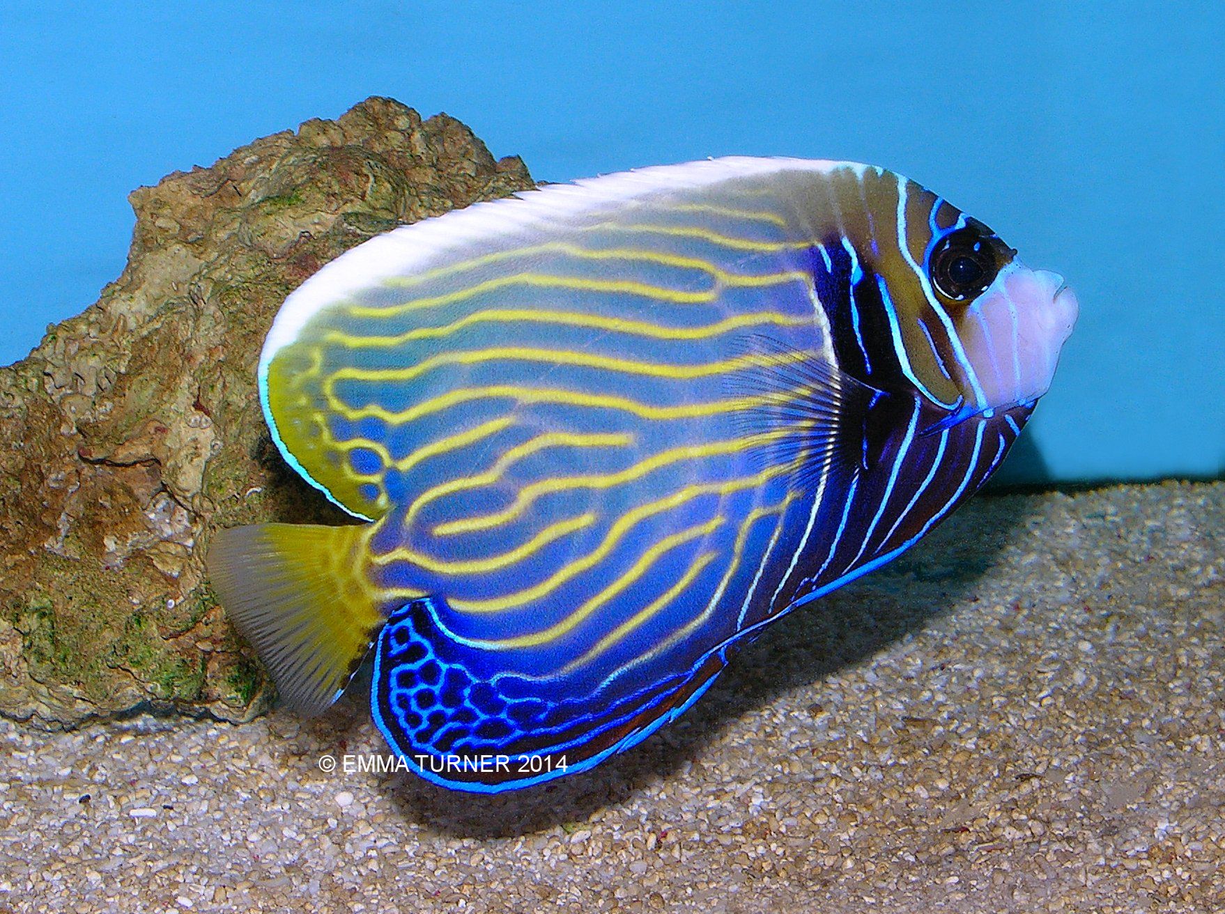 Emperor Angelfish Changing