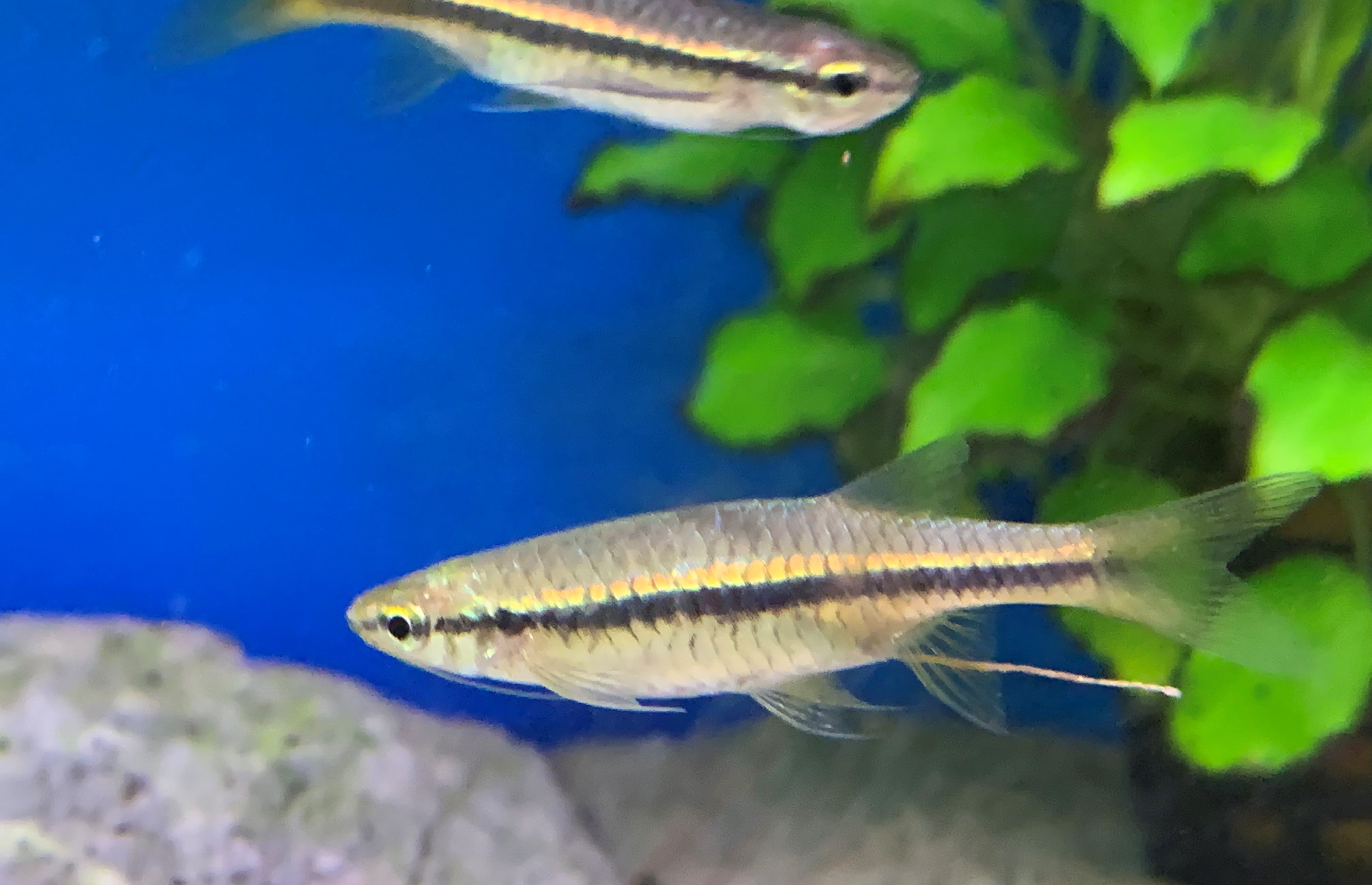 Flying Barb-Esomus danricus