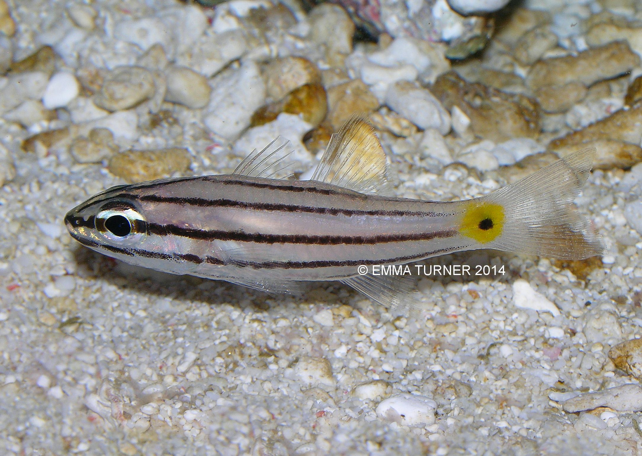 Five-lined Cardinalfish-Cheilodipterus quinquelineatus