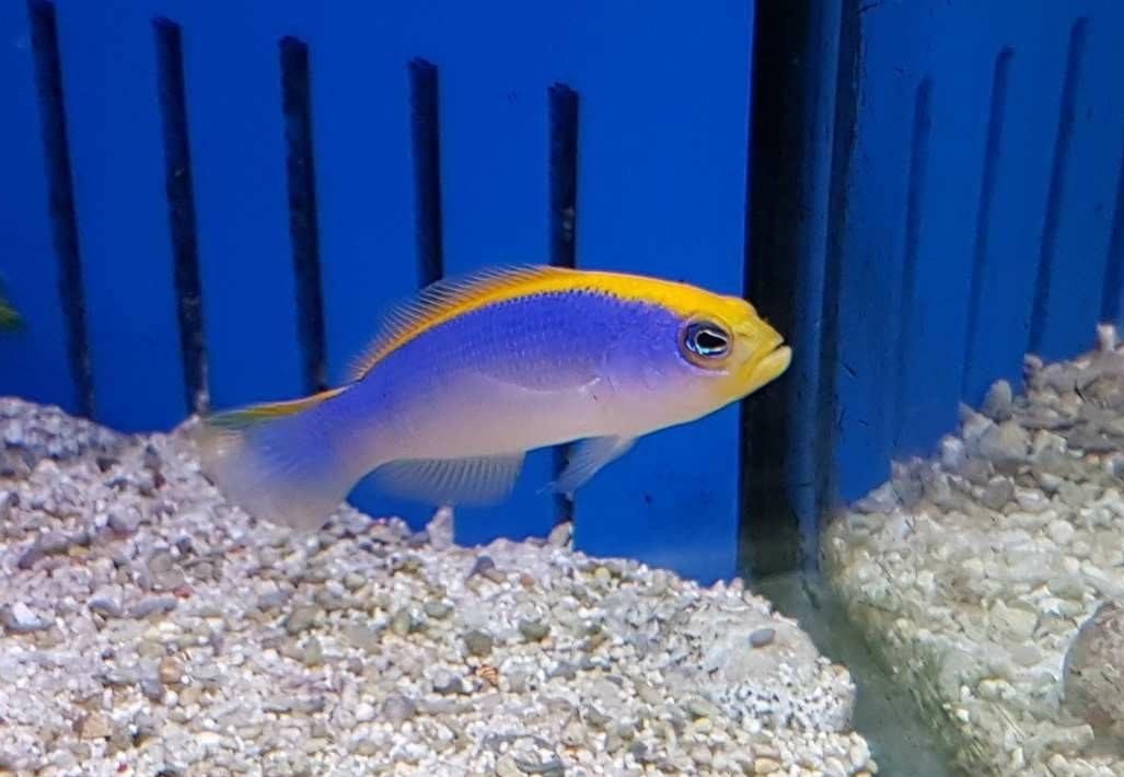 Sunrise Dottyback