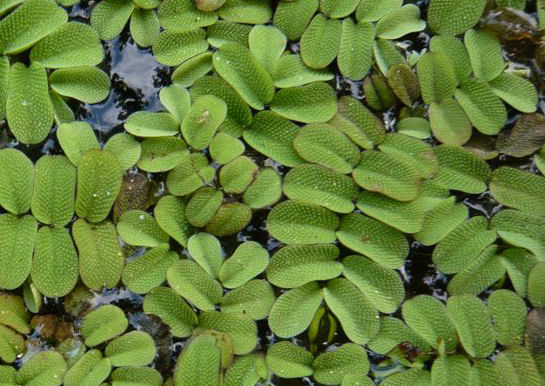Floating Fern-Salvinia natans