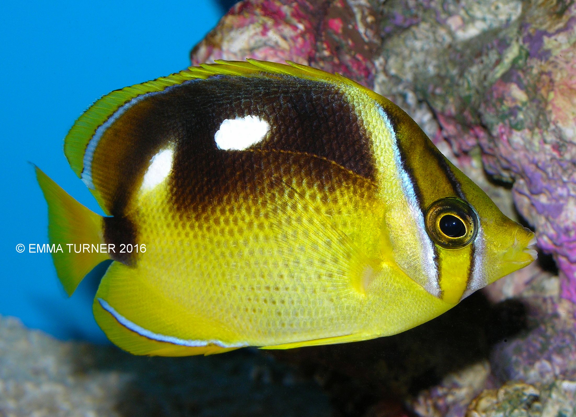 Fourspot Butterflyfish