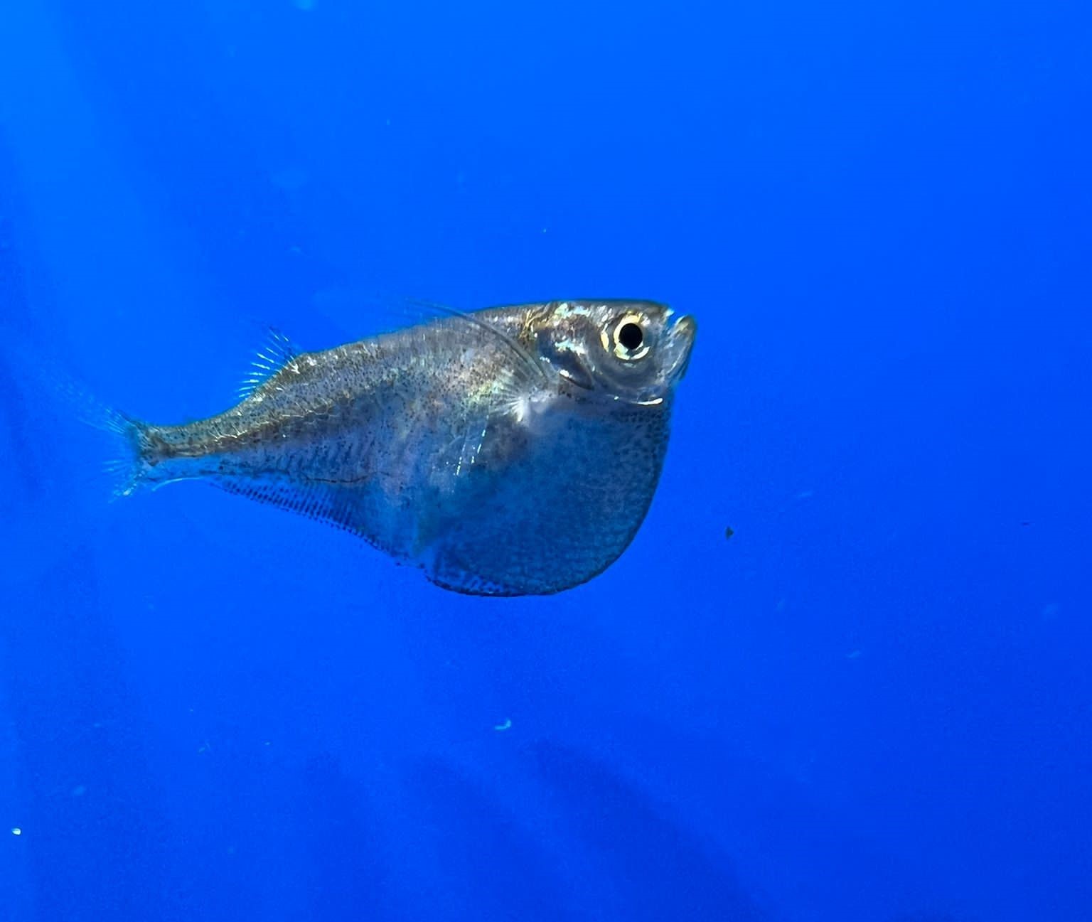 Giant Silver Hatchetfish-Thoracocharax securis