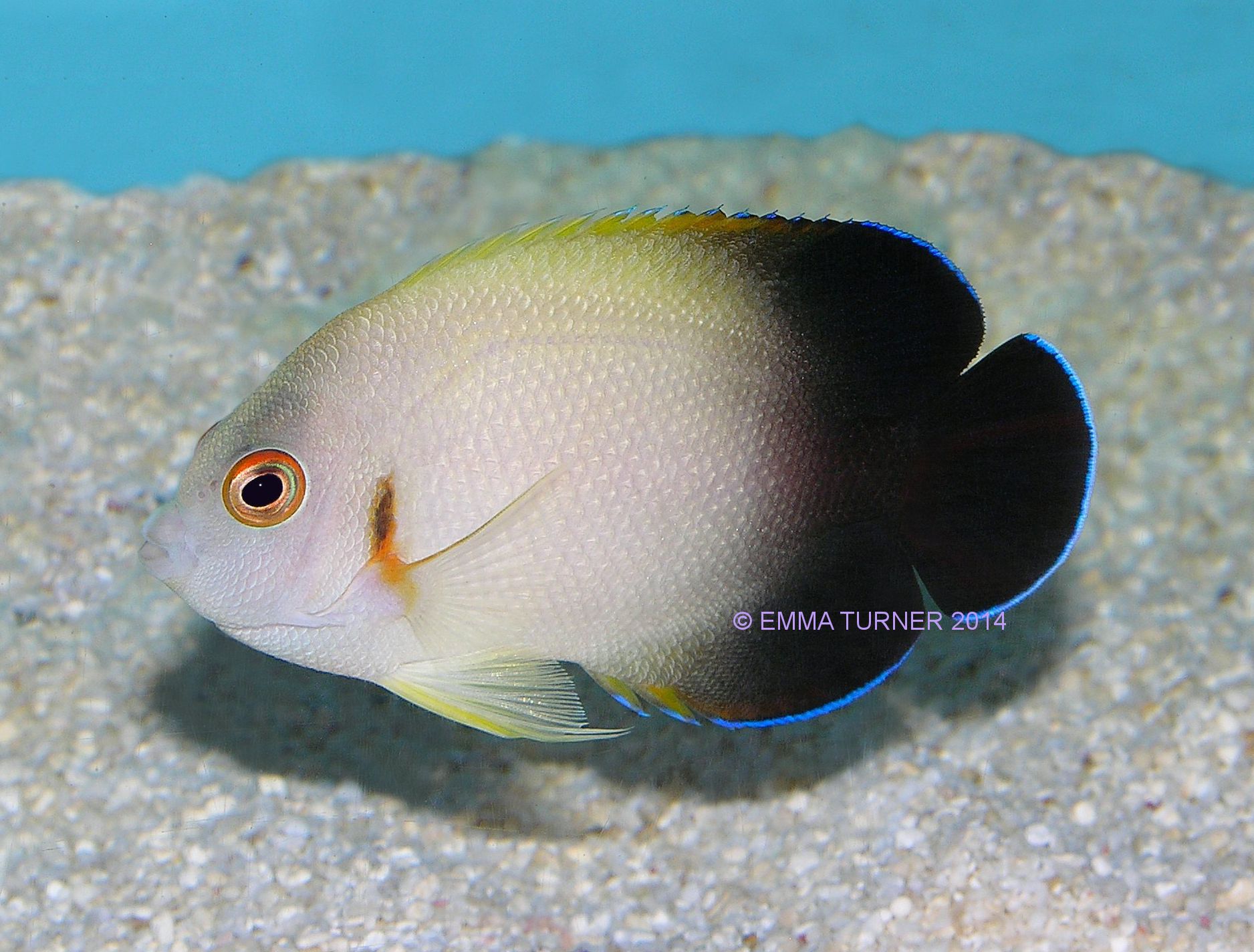 Half Black Angelfish