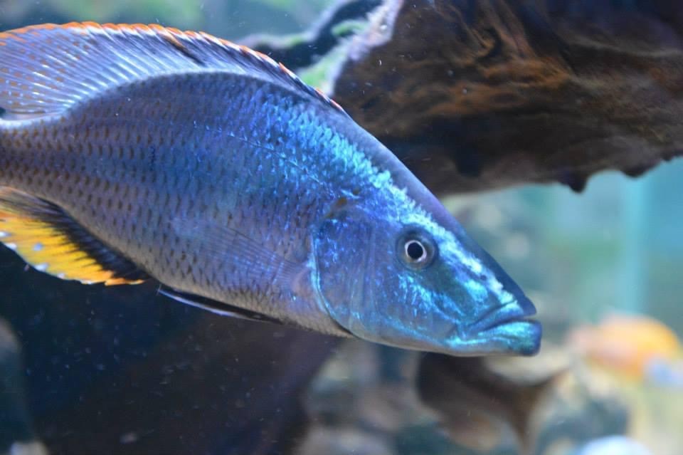 Compressiceps Cichlid