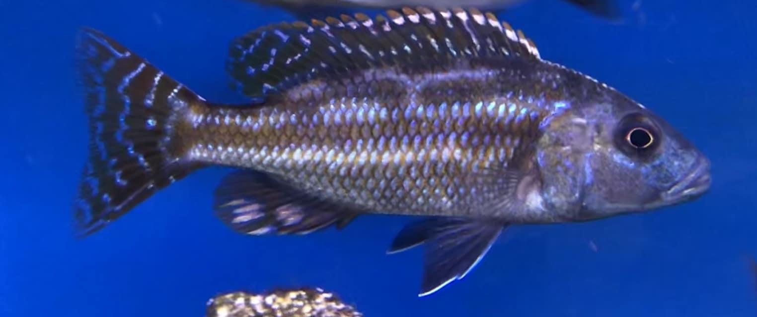 Fusco Hap-Nimbochromis fuscotaeniatus
