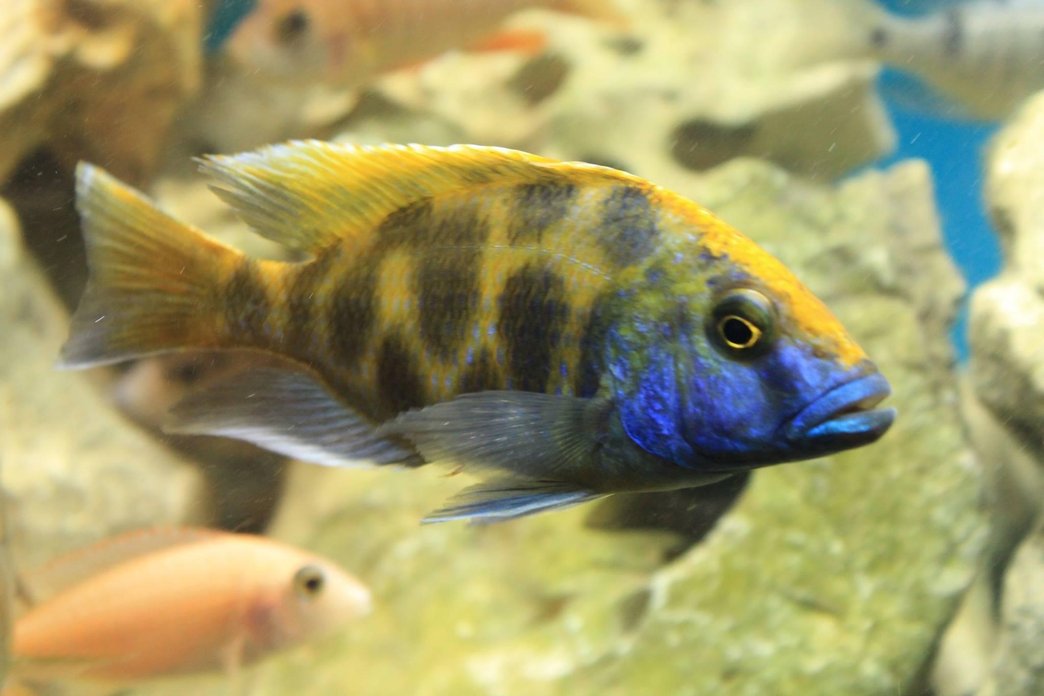 Venustus Cichlid